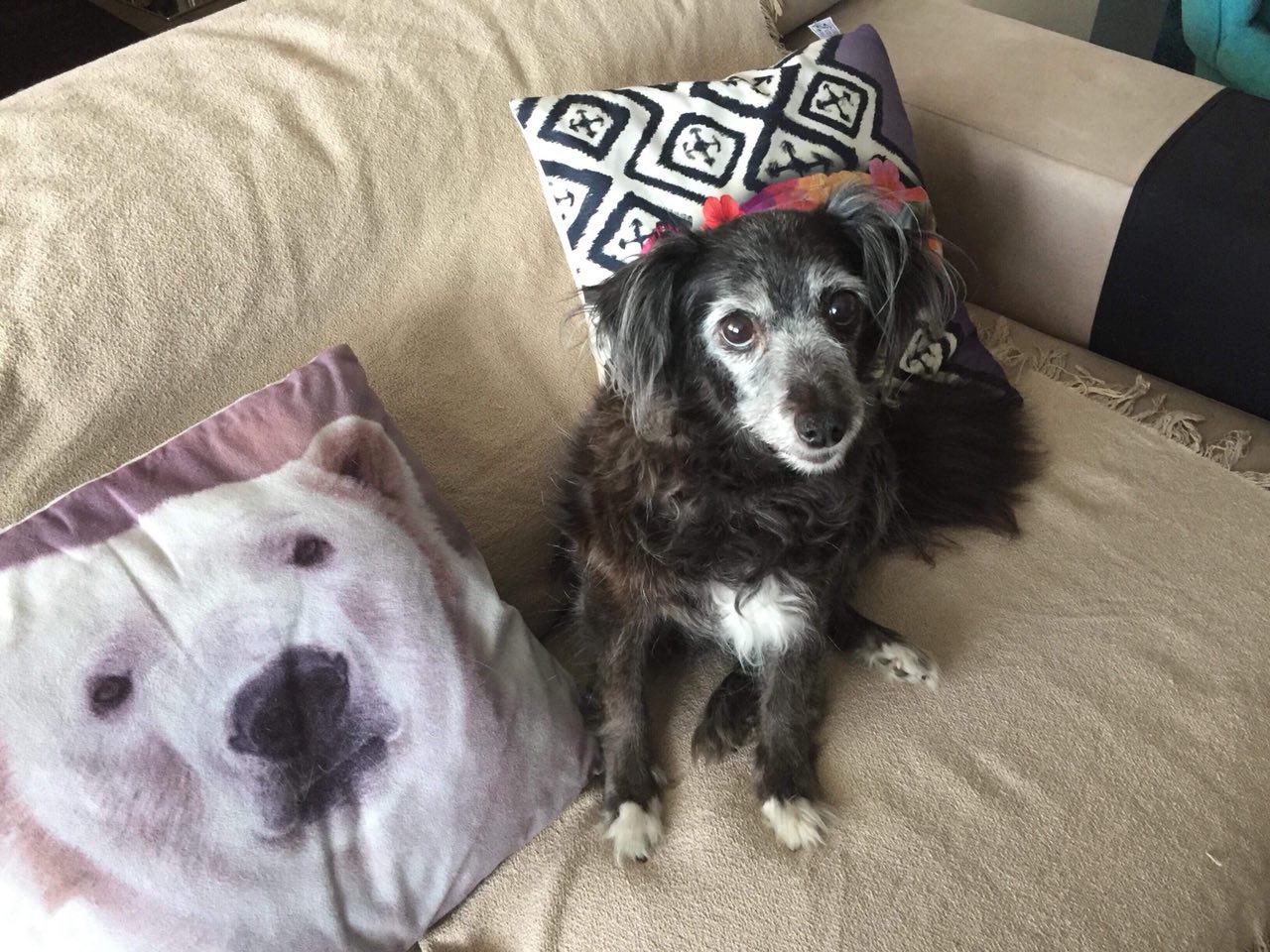 Coping with the loss of your dog – Animal Diaries